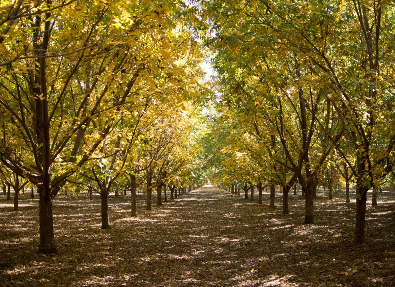 Pecan Trees and Their Proud Texas History | Pecan Square