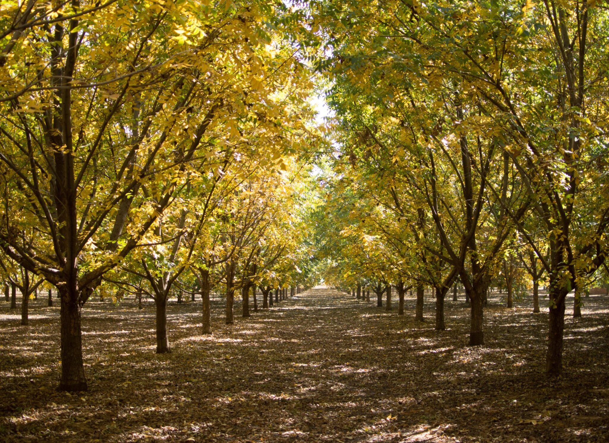 Pecan Trees and Their Proud Texas History | Pecan Square