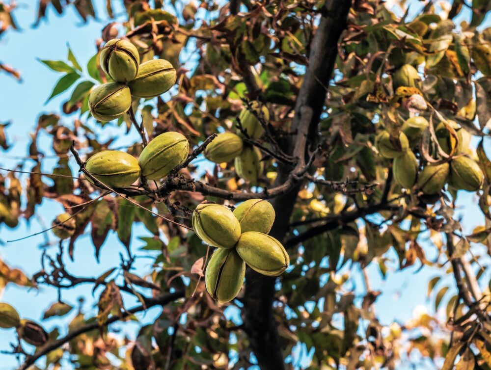 Pecan Trees and Their Proud Texas History | Pecan Square