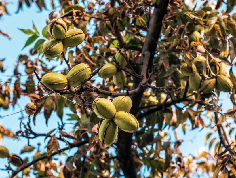 Pecan Trees and Their Proud Texas History | Pecan Square
